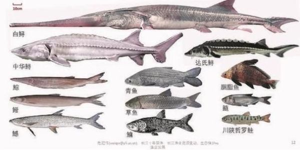 长江十大凶猛鱼有哪些_如何区分它们-第2张图片-山城妙识