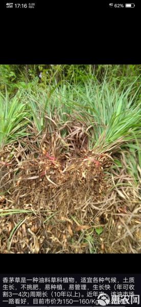 香茅油多少钱一斤_香茅油价格走势-第3张图片-山城妙识