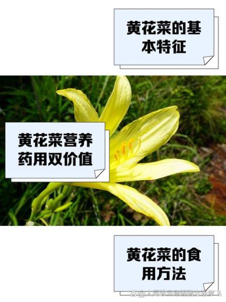 鲜黄花菜怎么保存_鲜黄花菜图片识别技巧-第2张图片-山城妙识 鲜黄花菜怎么保存_鲜黄花菜图片识别技巧-第2张图片-山城妙识