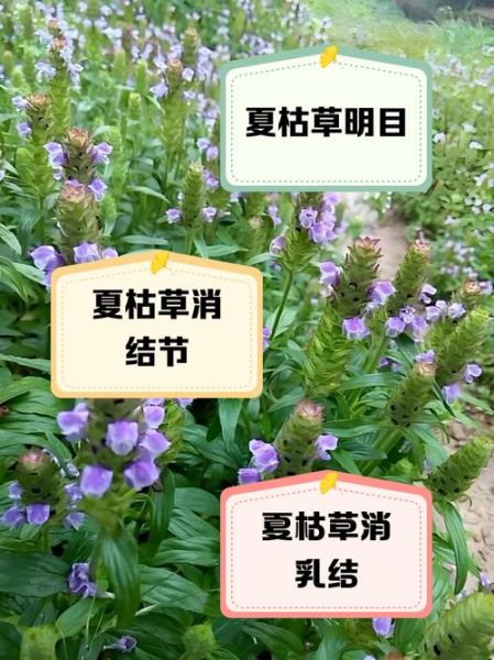 夏菇草哪些人不能喝_夏菇草禁忌人群-第1张图片-山城妙识