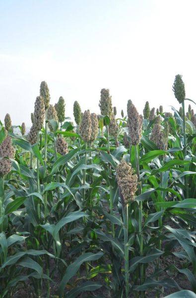 高粱图片高清_如何拍摄高清高粱照片-第1张图片-山城妙识 高粱图片高清_如何拍摄高清高粱照片-第1张图片-山城妙识