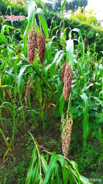 高粱图片高清_如何拍摄高清高粱照片-第2张图片-山城妙识 高粱图片高清_如何拍摄高清高粱照片-第2张图片-山城妙识