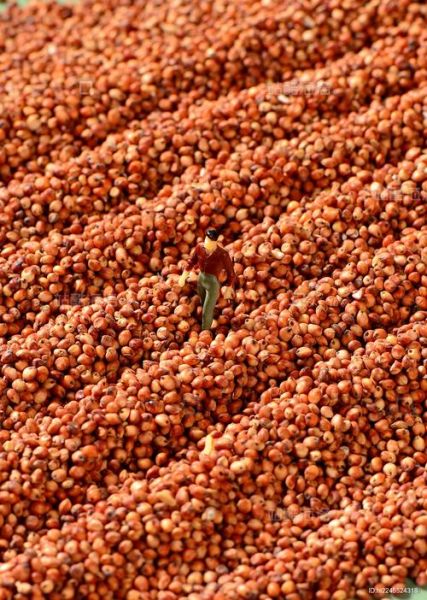 高粱图片高清_如何拍摄高清高粱照片-第3张图片-山城妙识 高粱图片高清_如何拍摄高清高粱照片-第3张图片-山城妙识