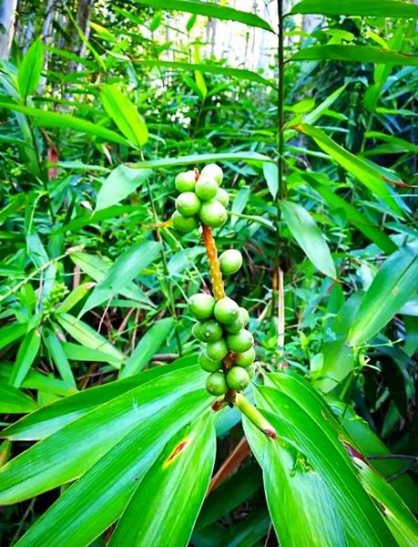 益智仁长什么样_益智仁图片特征-第1张图片-山城妙识 益智仁长什么样_益智仁图片特征-第1张图片-山城妙识