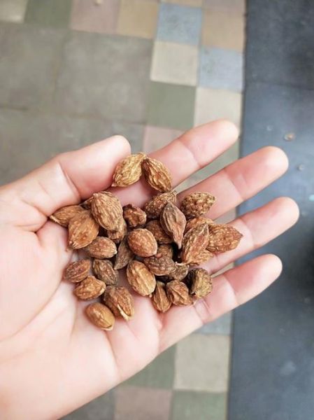 益智仁长什么样_益智仁图片特征-第3张图片-山城妙识 益智仁长什么样_益智仁图片特征-第3张图片-山城妙识