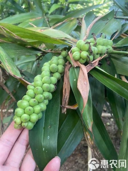 益智仁长什么样_益智仁图片特征-第2张图片-山城妙识 益智仁长什么样_益智仁图片特征-第2张图片-山城妙识