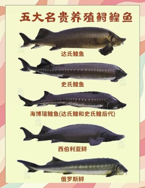 黑龙江大鳇鱼多少钱一斤_黑龙江大鳇鱼做法大全-第2张图片-山城妙识