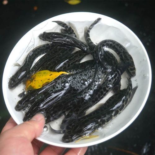 黑鱼苗吃什么食物_黑鱼苗饲料怎么选-第3张图片-山城妙识 黑鱼苗吃什么食物_黑鱼苗饲料怎么选-第3张图片-山城妙识