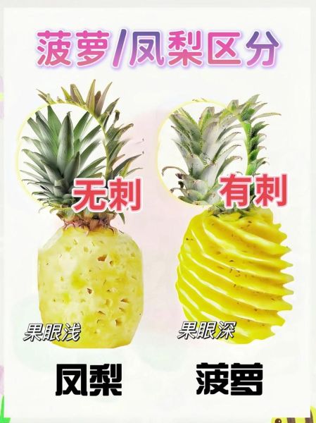 葡萄和提子的区别在哪里_哪个更好吃-第3张图片-山城妙识 葡萄和提子的区别在哪里_哪个更好吃-第3张图片-山城妙识