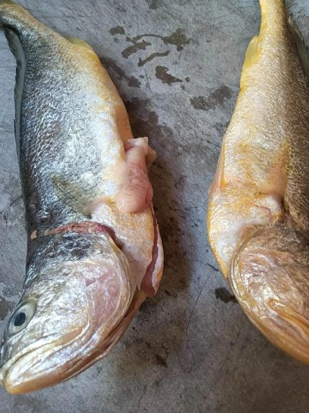 大黄鱼价格_多少钱一斤-第3张图片-山城妙识 大黄鱼价格_多少钱一斤-第3张图片-山城妙识