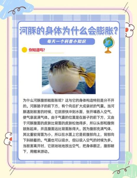 河豚生气几次会死_河豚中毒多久致命-第1张图片-山城妙识