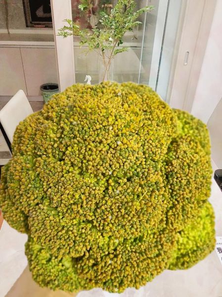 西兰花怎么保存时间长_西兰花变黄了还能吃吗-第1张图片-山城妙识