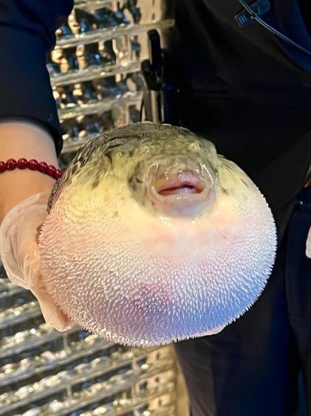 河豚生气几次会死_河豚中毒多久致命-第2张图片-山城妙识