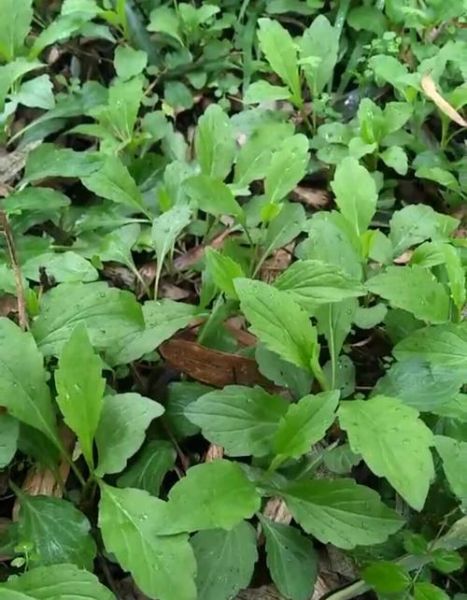 马兰头野菜开什么花_花期多久-第1张图片-山城妙识 马兰头野菜开什么花_花期多久-第1张图片-山城妙识