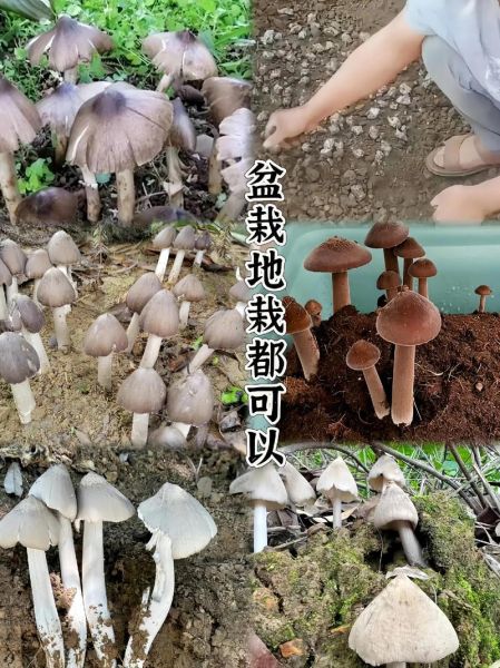 鸡枞菌价格多少一斤_鸡枞菌多少钱一斤-第1张图片-山城妙识