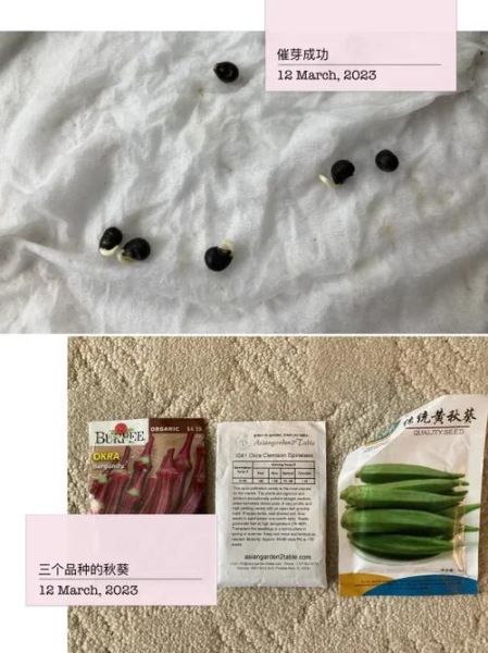 黄秋葵什么时候种_黄秋葵催芽方法-第1张图片-山城妙识