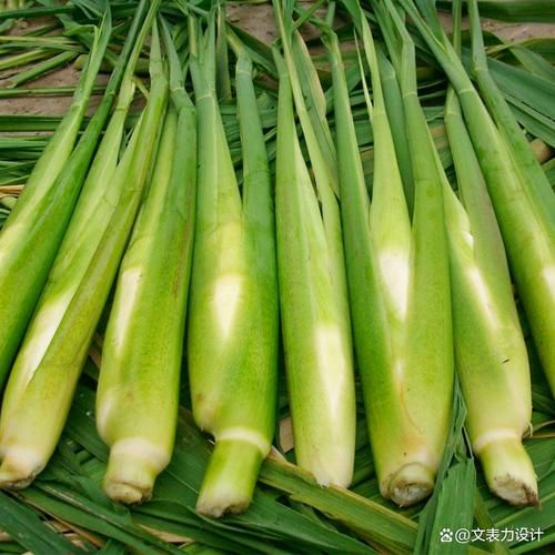茭怎么读_茭白和茭瓜的区别-第3张图片-山城妙识