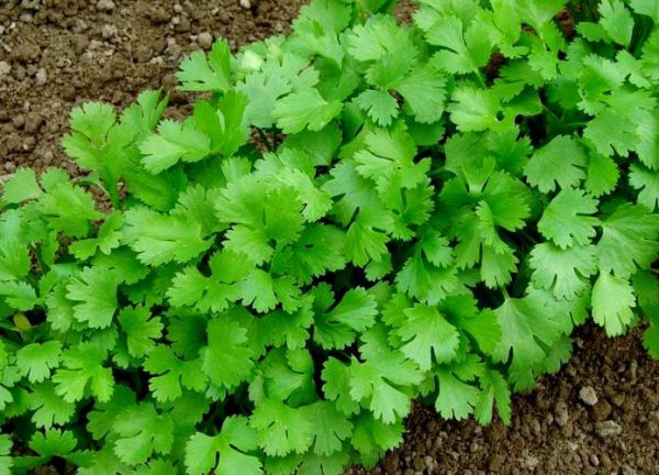 芫荽菜是什么_芫荽菜长什么样-第2张图片-山城妙识