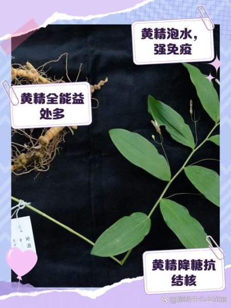 黄精泡水喝的害处_黄精泡水副作用-第2张图片-山城妙识 黄精泡水喝的害处_黄精泡水副作用-第2张图片-山城妙识