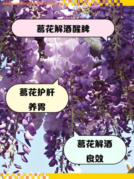 葛花泡水喝的禁忌_哪些人不能喝葛花水-第1张图片-山城妙识