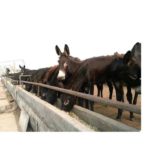 乌头驴是什么品种_乌头驴养殖技术要点-第3张图片-山城妙识