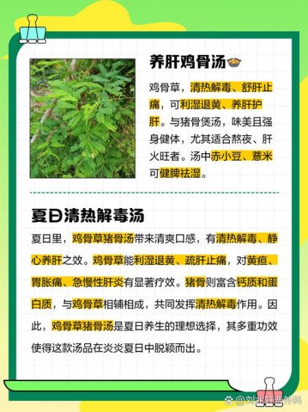 鸡骨草煲猪骨汤的功效_适合什么人喝-第1张图片-山城妙识 鸡骨草煲猪骨汤的功效_适合什么人喝-第1张图片-山城妙识