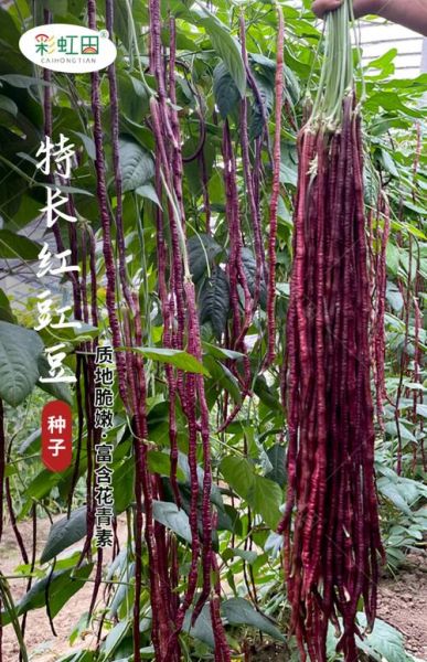 豇豆品种大全_哪个品种产量高-第2张图片-山城妙识 豇豆品种大全_哪个品种产量高-第2张图片-山城妙识