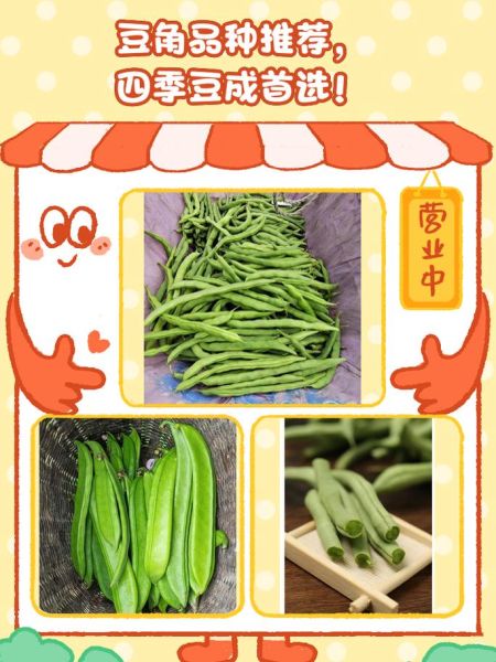 豇豆品种大全_哪个品种产量高-第3张图片-山城妙识 豇豆品种大全_哪个品种产量高-第3张图片-山城妙识