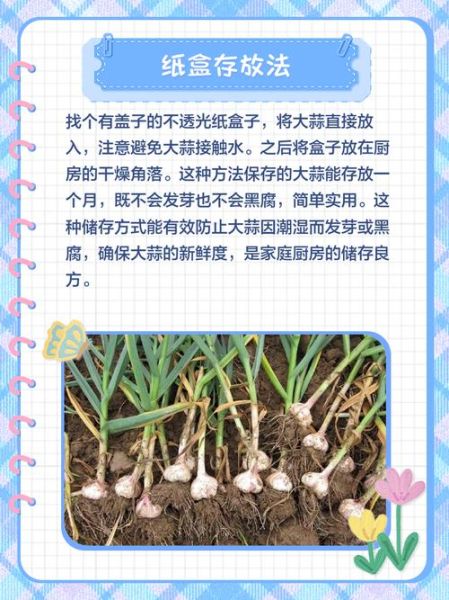 北方大蒜什么时候种_如何越冬防冻-第2张图片-山城妙识