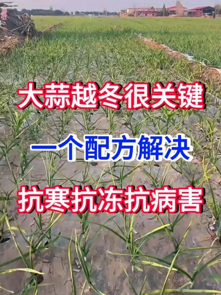 北方大蒜什么时候种_如何越冬防冻-第1张图片-山城妙识