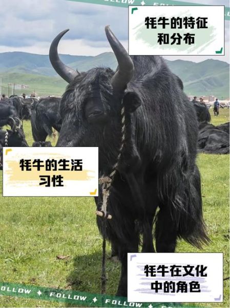 牦牛读mao还是hao_正确拼音解析-第3张图片-山城妙识