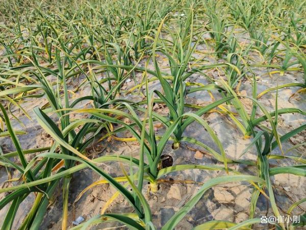 北方大蒜什么时候种_如何越冬防冻-第3张图片-山城妙识