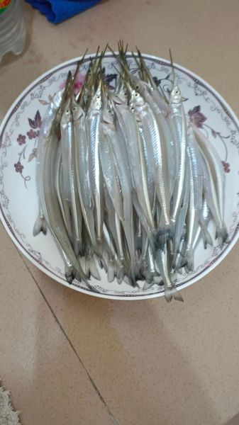 针鱼图片_针鱼长什么样-第1张图片-山城妙识