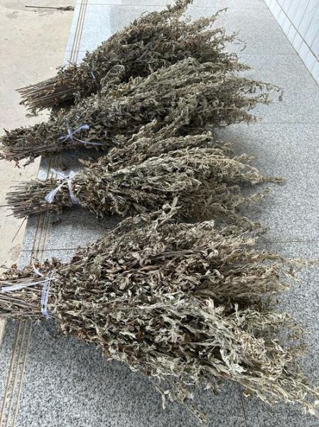 野生艾草长什么样_如何辨认新鲜艾草-第2张图片-山城妙识