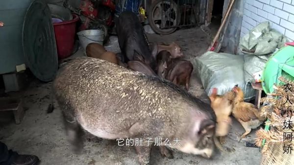 野猪肉多少钱一斤_野猪肉好吃吗-第3张图片-山城妙识