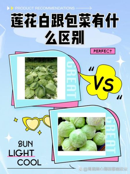 莲花白是包菜吗_莲花白和包菜的区别-第1张图片-山城妙识