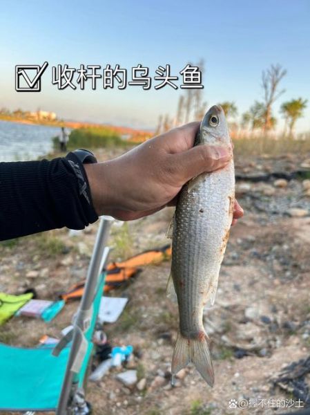 淡水针嘴鱼怎么养_淡水针嘴鱼能长多大-第2张图片-山城妙识 淡水针嘴鱼怎么养_淡水针嘴鱼能长多大-第2张图片-山城妙识