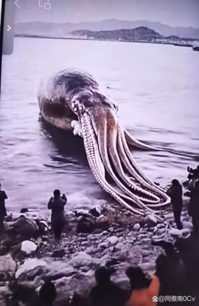 80米巨型章鱼真的存在吗_巨型章鱼最大有多大-第1张图片-山城妙识
