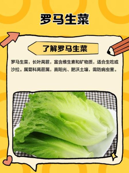 罗马生菜怎么保存_罗马生菜可以生吃吗-第3张图片-山城妙识 罗马生菜怎么保存_罗马生菜可以生吃吗-第3张图片-山城妙识