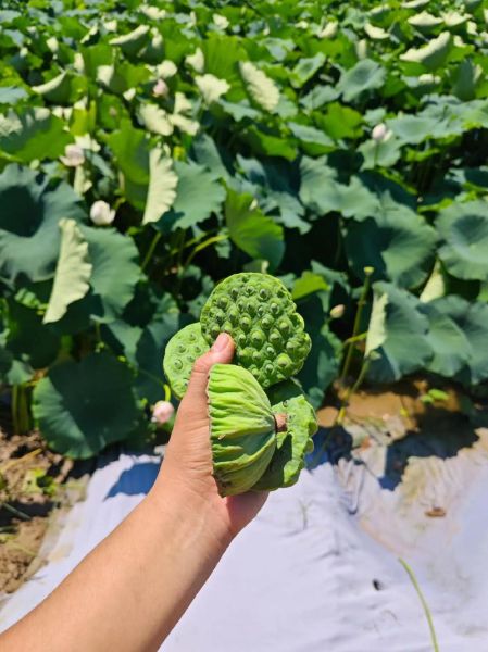 莲蓬老了怎么吃_莲蓬老了还能吃吗-第3张图片-山城妙识