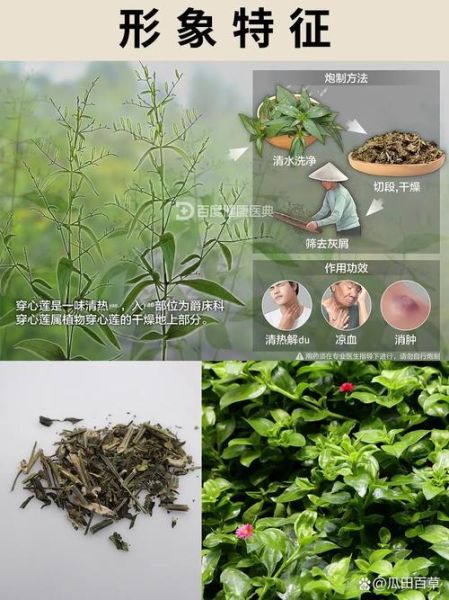 穿心莲长什么样_穿心莲图片怎么辨认-第2张图片-山城妙识