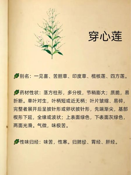 穿心莲长什么样_穿心莲图片怎么辨认-第1张图片-山城妙识