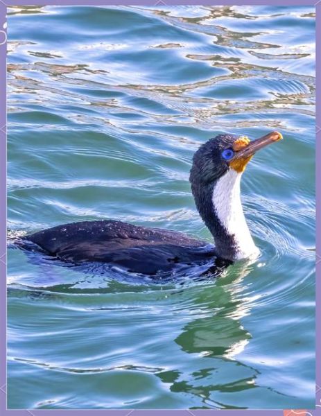 鸬鹚怎么读拼音_鸬鹚是保护动物吗-第2张图片-山城妙识