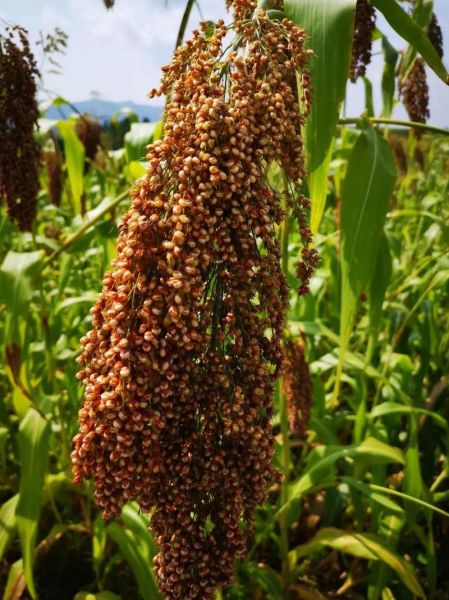 高粱图片大全_哪里可以找到高清图-第3张图片-山城妙识