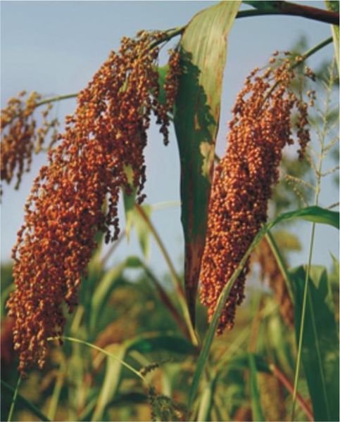 高粱图片大全_哪里可以找到高清图-第2张图片-山城妙识