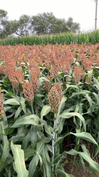 高粱图片大全_哪里可以找到高清图-第1张图片-山城妙识