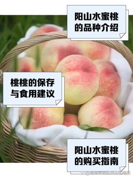 阳山水蜜桃哪个品种最好吃_阳山水蜜桃品种区别-第2张图片-山城妙识