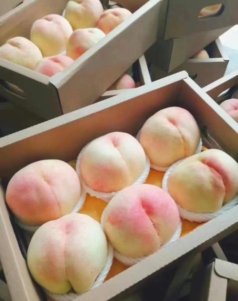 阳山水蜜桃哪个品种最好吃_阳山水蜜桃品种区别-第3张图片-山城妙识