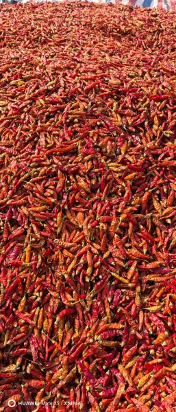 野山椒辣度有多辣_野山椒辣度是多少SHU-第1张图片-山城妙识