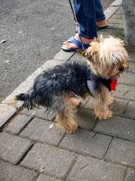 约克夏掉毛吗_约克夏掉毛严重吗-第1张图片-山城妙识 约克夏掉毛吗_约克夏掉毛严重吗-第1张图片-山城妙识